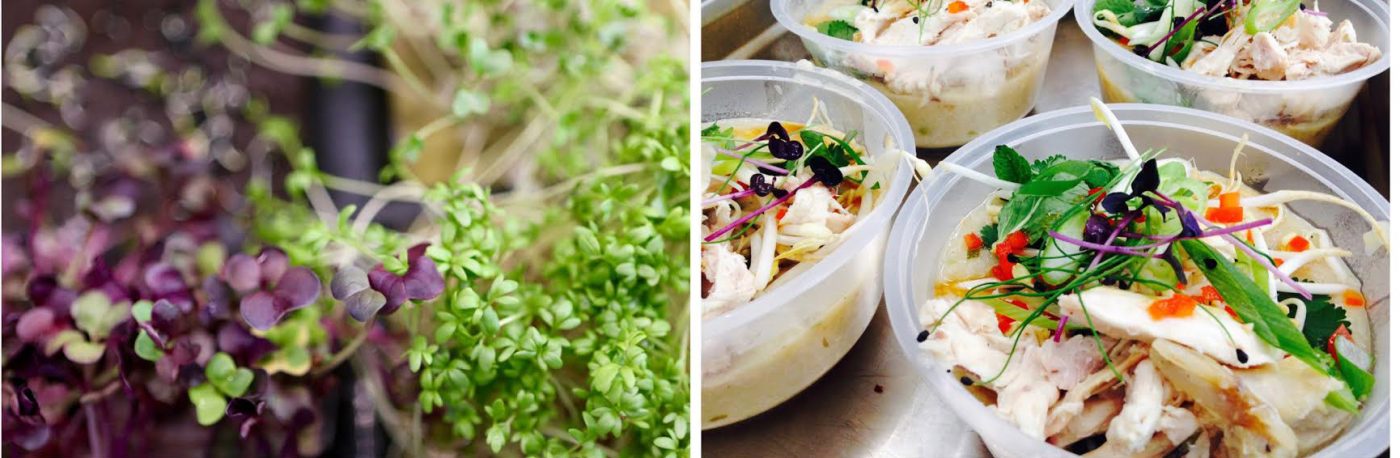 Microgreens en el Super Coffee & Food Shop